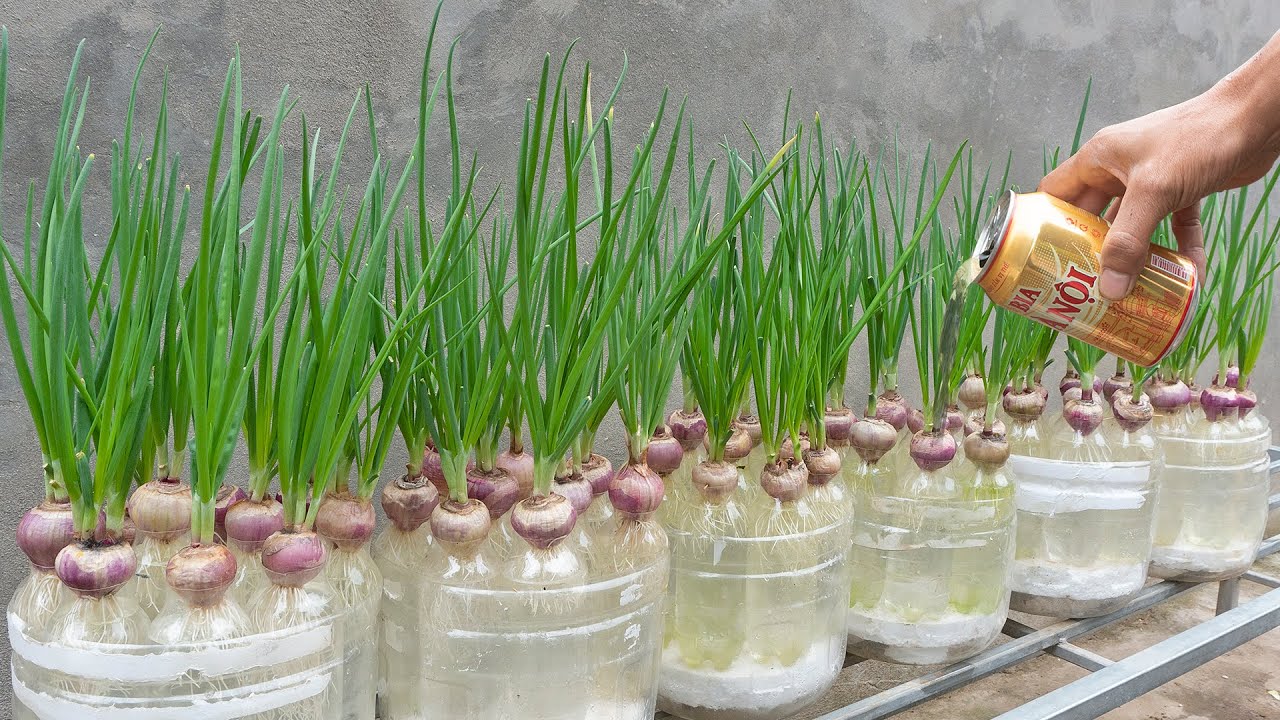 Method for growing hydroponic Onion in plastic bottles, Growing ...
