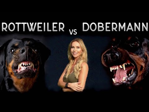 LE DOBERMAN CONTRE LE ROTTWEILER - QUI EST LE PLUS FÉROCE ?
