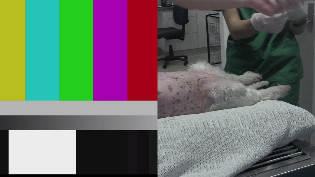 Live stream - cystoscopy in a dog with transitional cell carcinoma ...