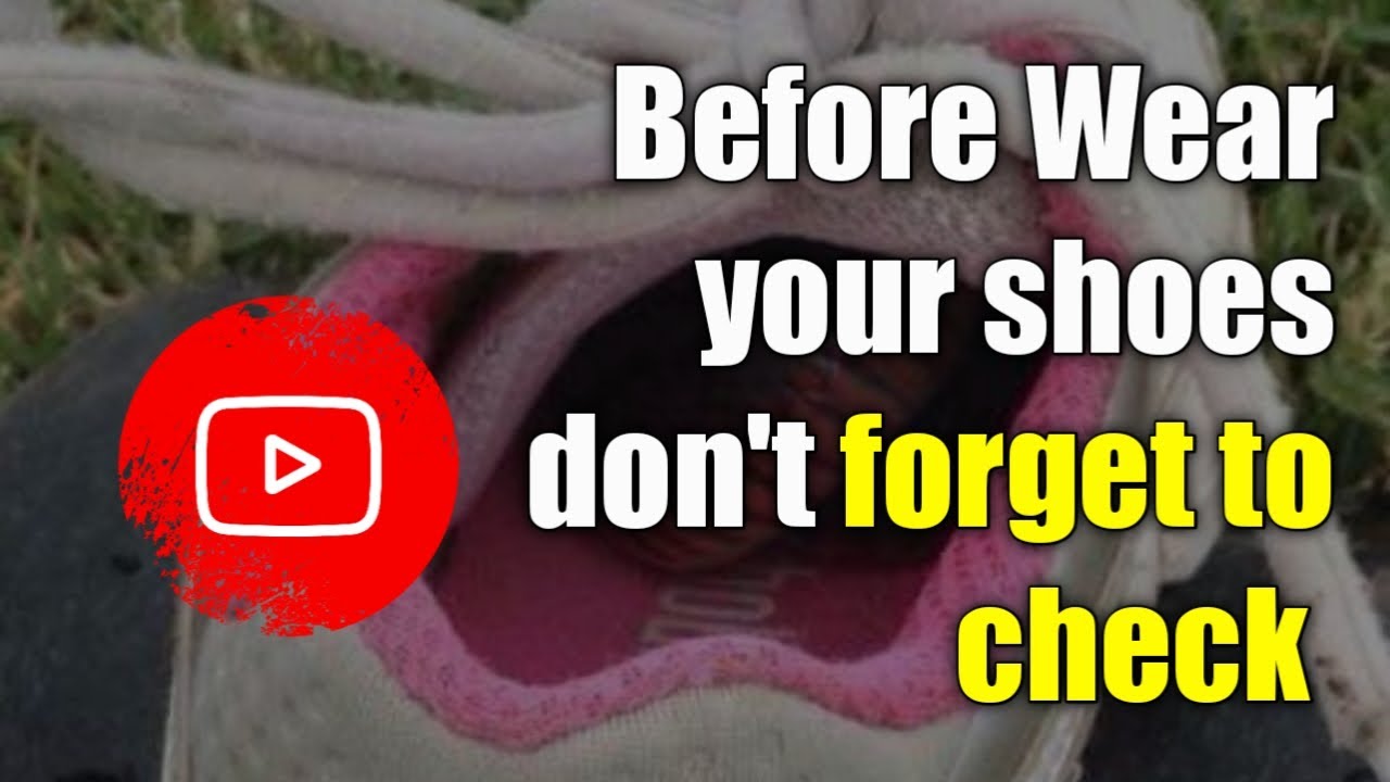 Snake inside baby shoe's - YouTube