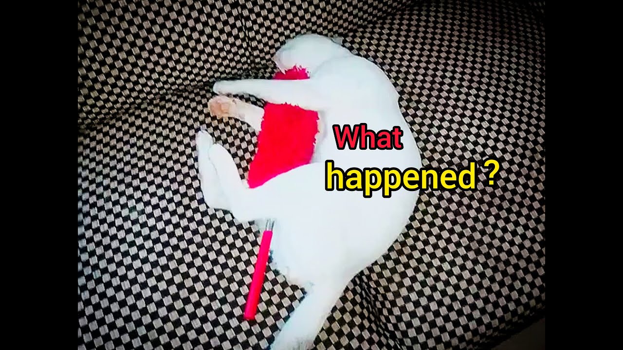 Sleepy cat suddenly😺 angry😾😾|Cute lovelypet😍😍😍🥰 - YouTube