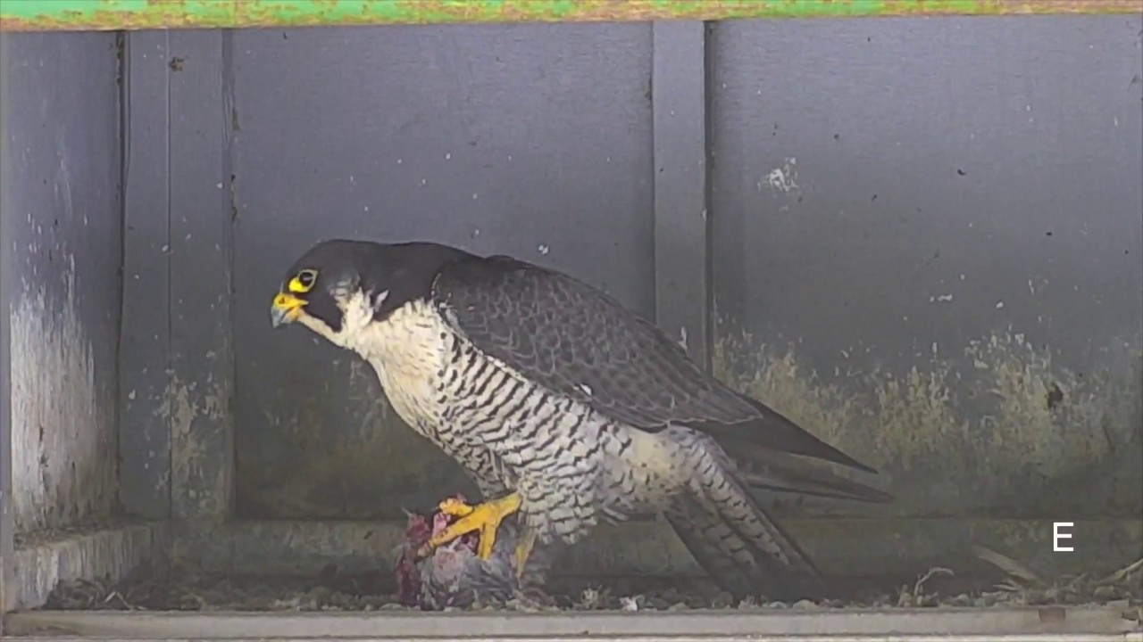 Peregrine Falcons 2018 (Hatching) - YouTube