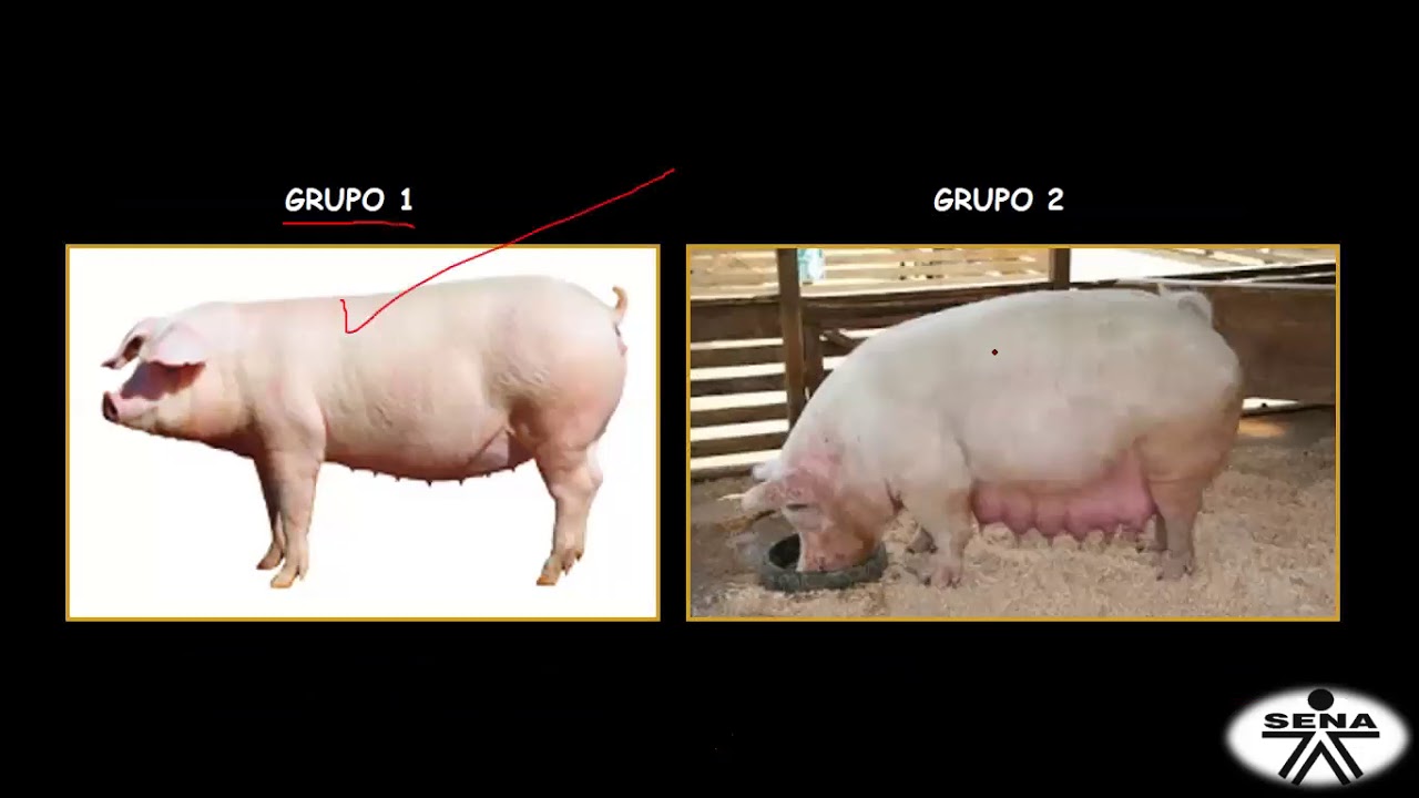 Clase Gestación, Parto, Lactancia y Manejo del Lechón Recién Nacido ...