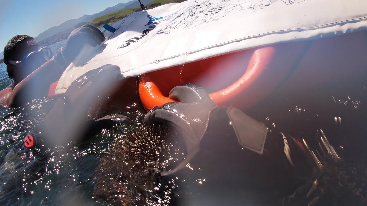 Ep8 Southbay Kaikoura Diving for kina sighting Bluecod Paua Crayfish ...