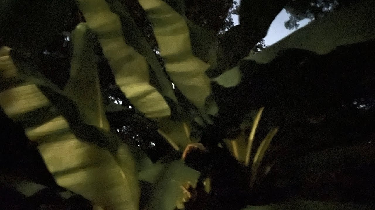 Finally some HEAT! Our warmest days of this very average summer. - YouTube