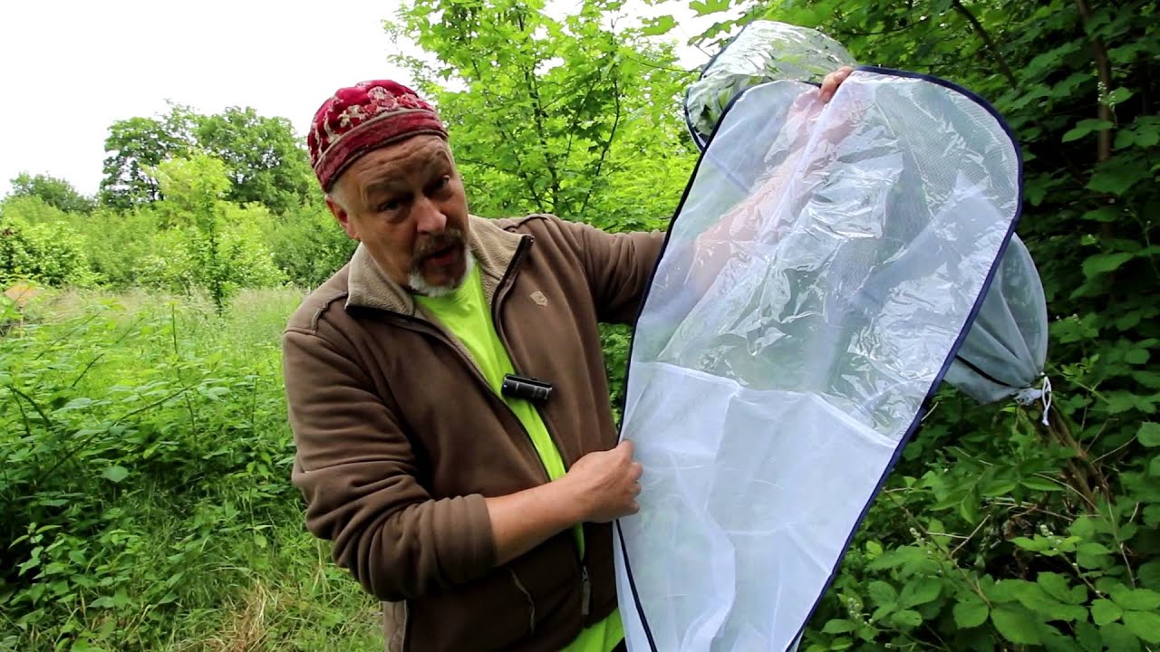 The Eri Silk Moth (Samia ricini) - Part 3 - - YouTube