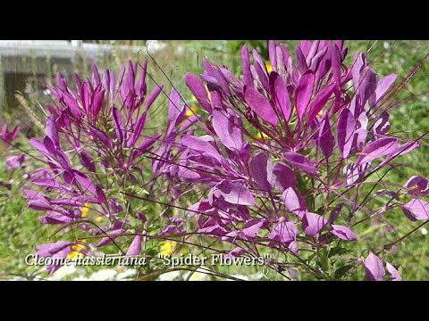 Native Plants California Bay Area: The Drought-Proof Guide - Eco-savvy.blog