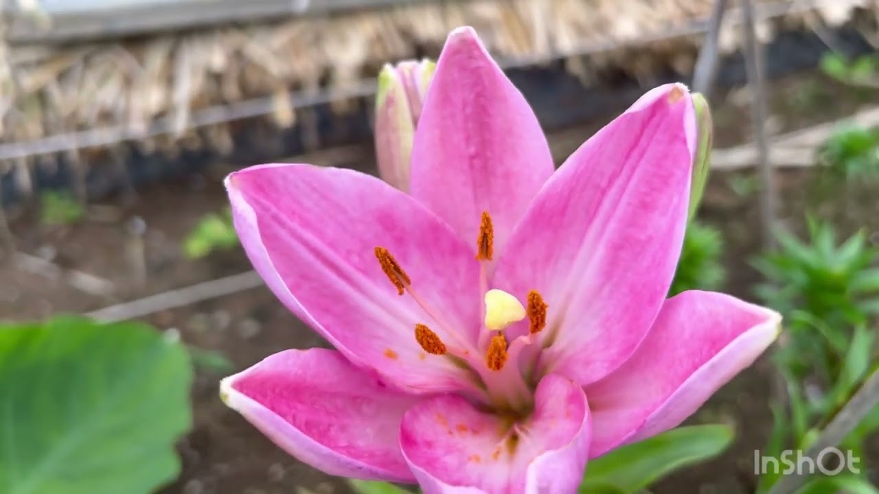 yuri pink flower#short - YouTube