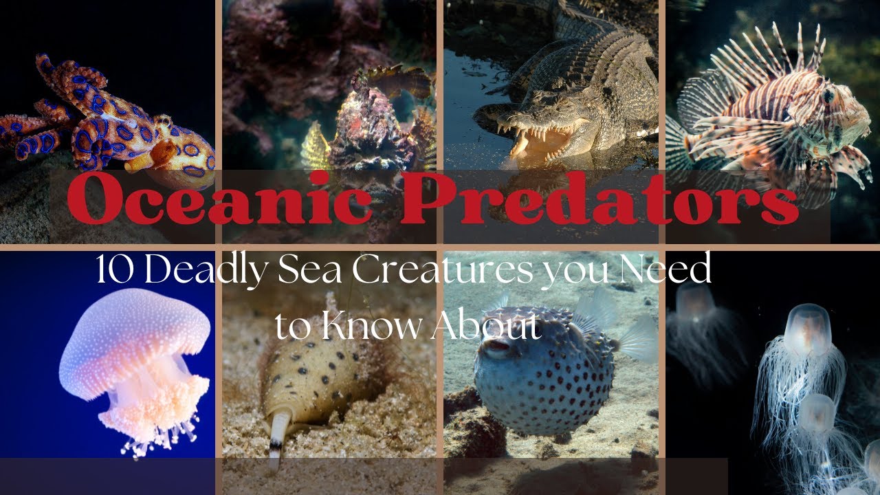 10 Deadly Sea Creatures You Need to Know About| Deadly Sea creatures ...