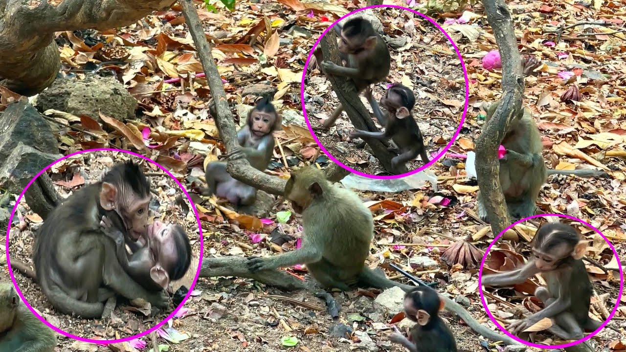 Babies Monkey play harmony near little monkey - YouTube