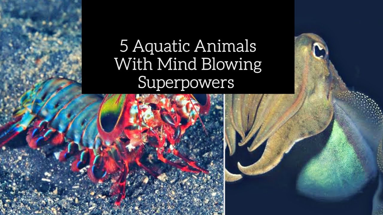5 Aquatic Animals With Mind Blowing Superpowers ||CRAZzY week - YouTube