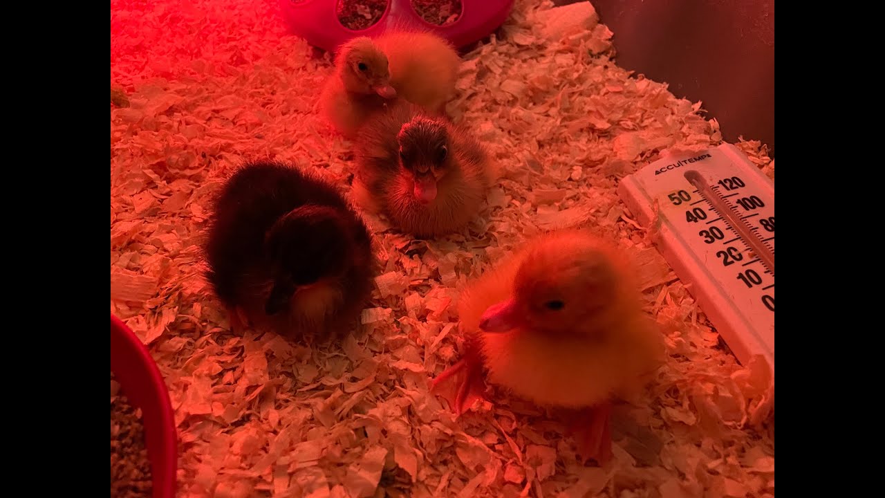 Day Old Call Ducks - Ducklings Explore, Nap and Eat - YouTube