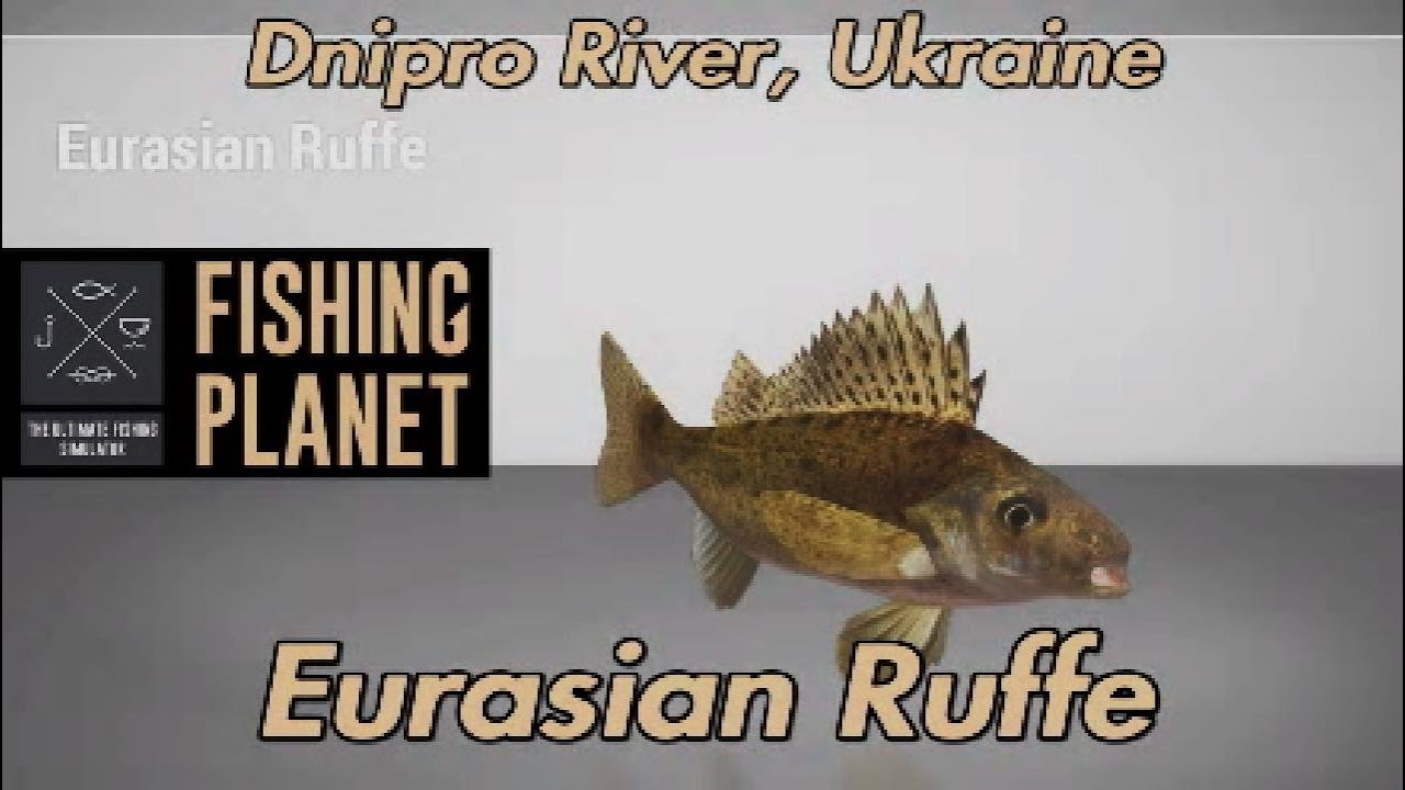 Eurasian Ruffe Dnipro River Ukraine Fishing Planet Guide - YouTube