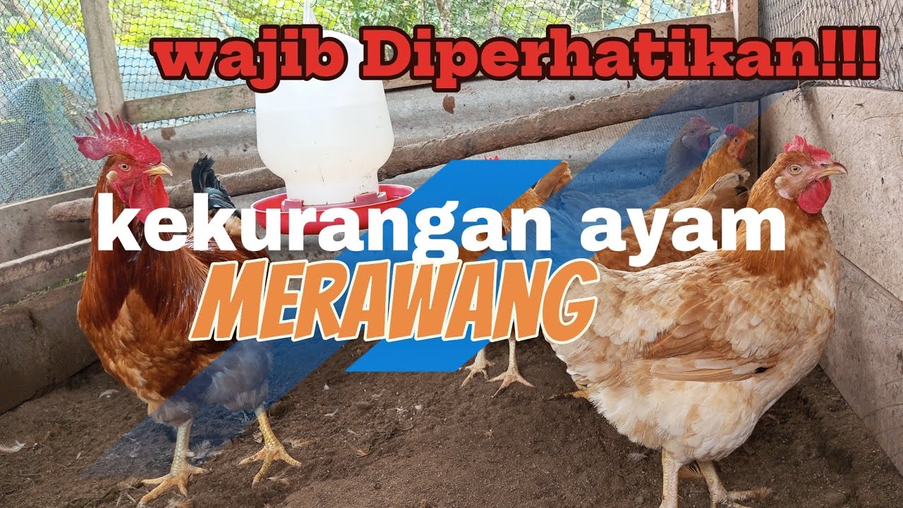 tonton ini sebelum beternak ayam merawang !!4 kekurangan ayam merawang ...