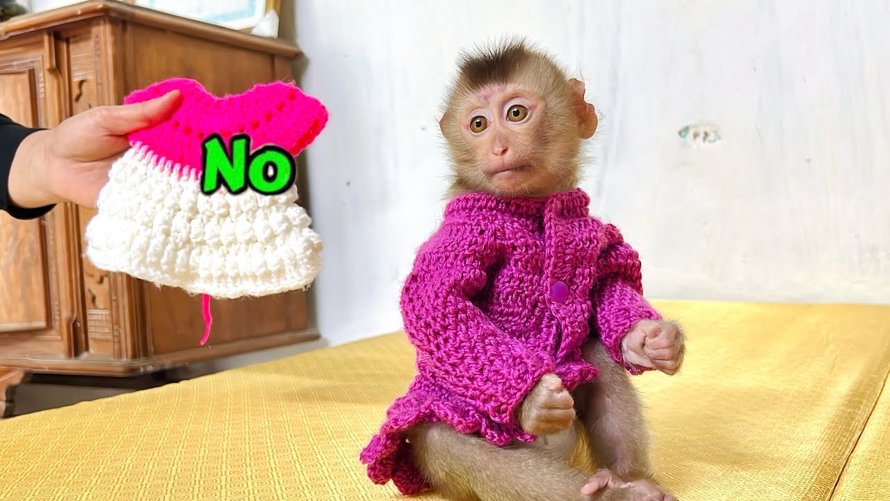 Monkey Tina loves her beautiful new dress and doesn't want her mother ...