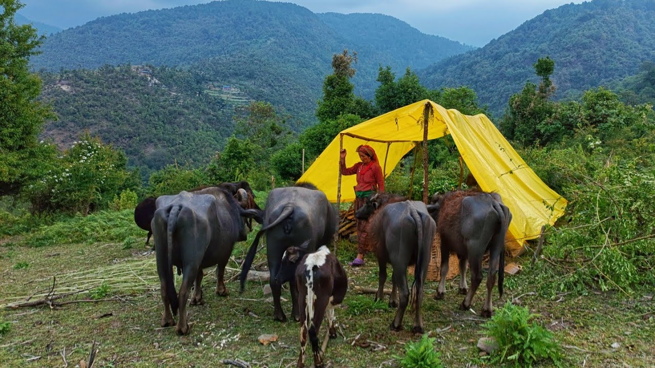 Lifestyle of Nepalese cattle breeders||simple and relaxing Himalayan ...