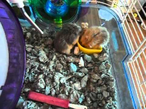 Squeaking hamsters! - YouTube