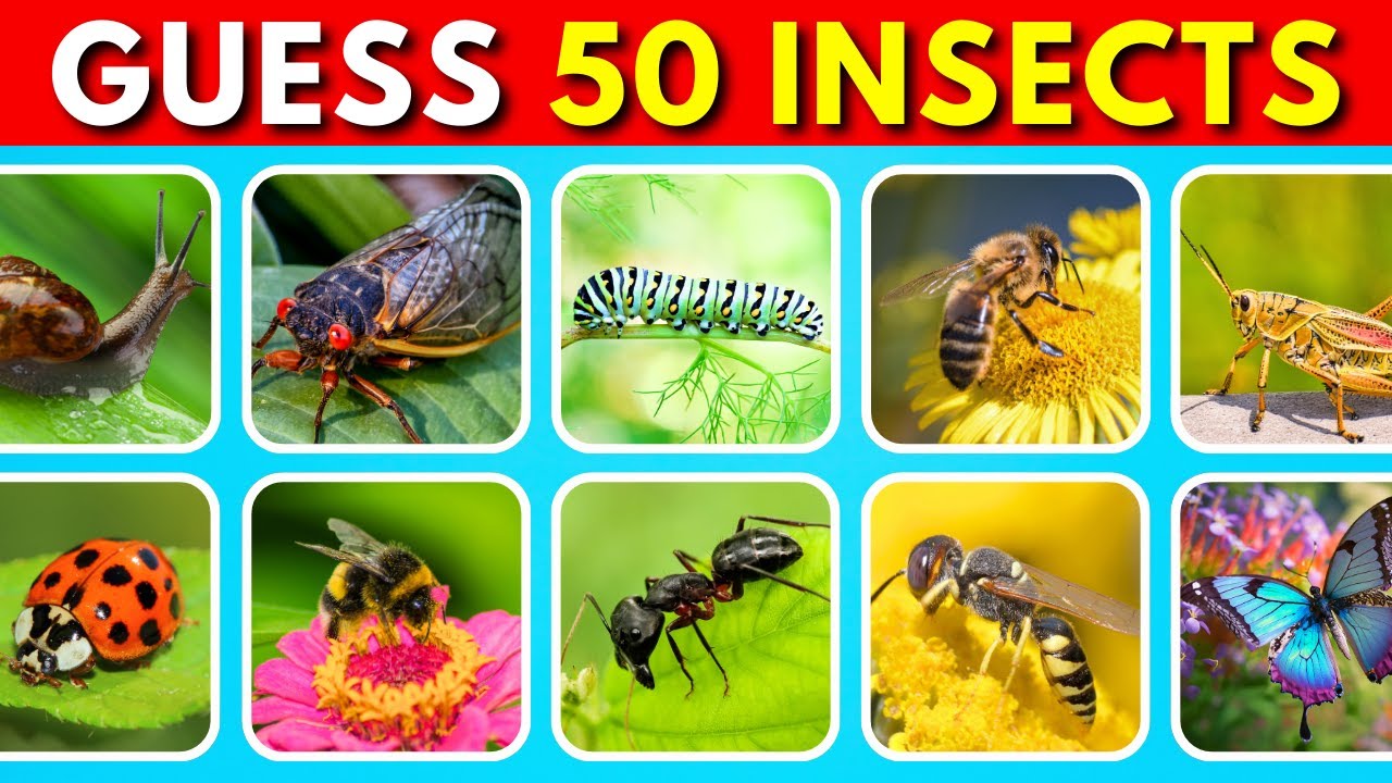 Guess 50 Insects In 3 Seconds 🐛🐜🦟 | Who Can Score 50/50 ? - YouTube