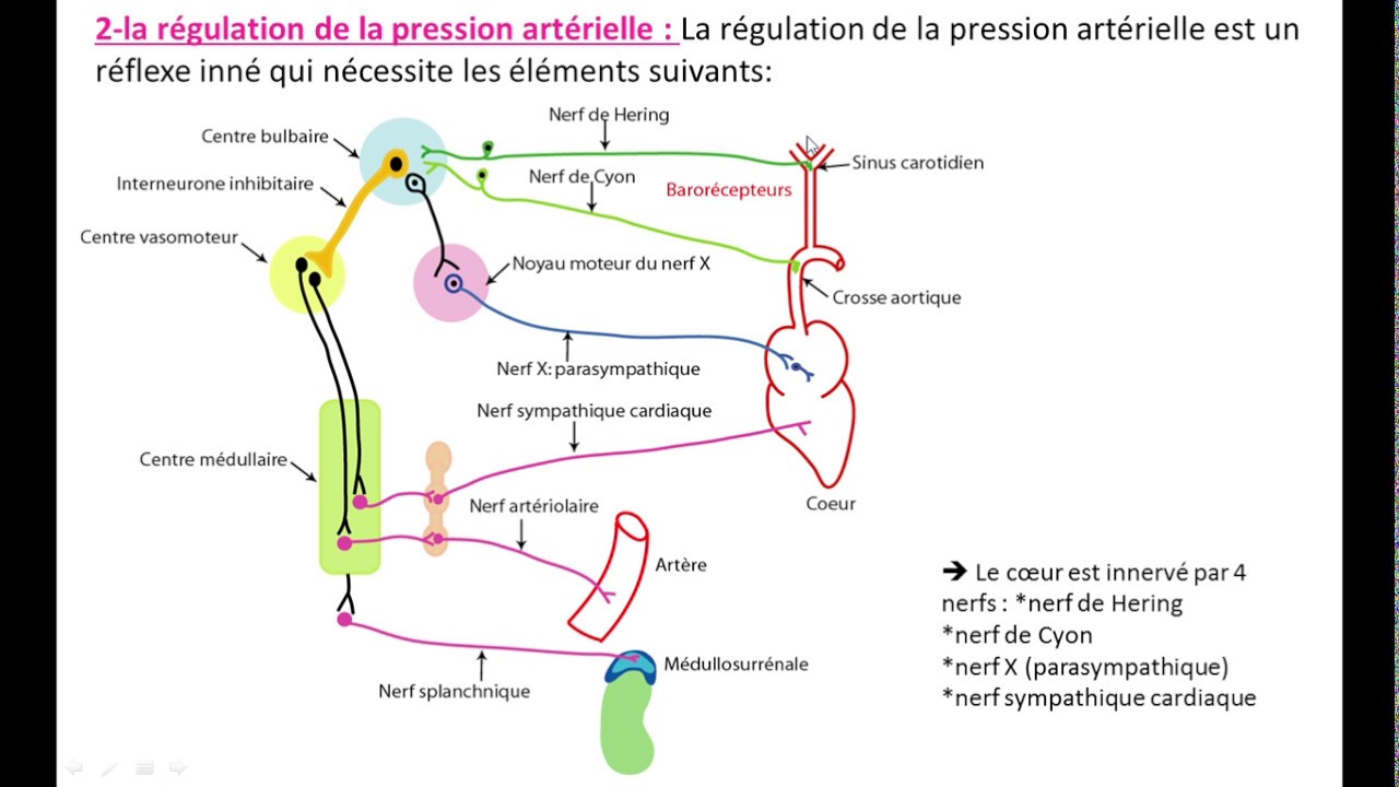 la regulation de la pression arterielle 2 reflexe inné - YouTube