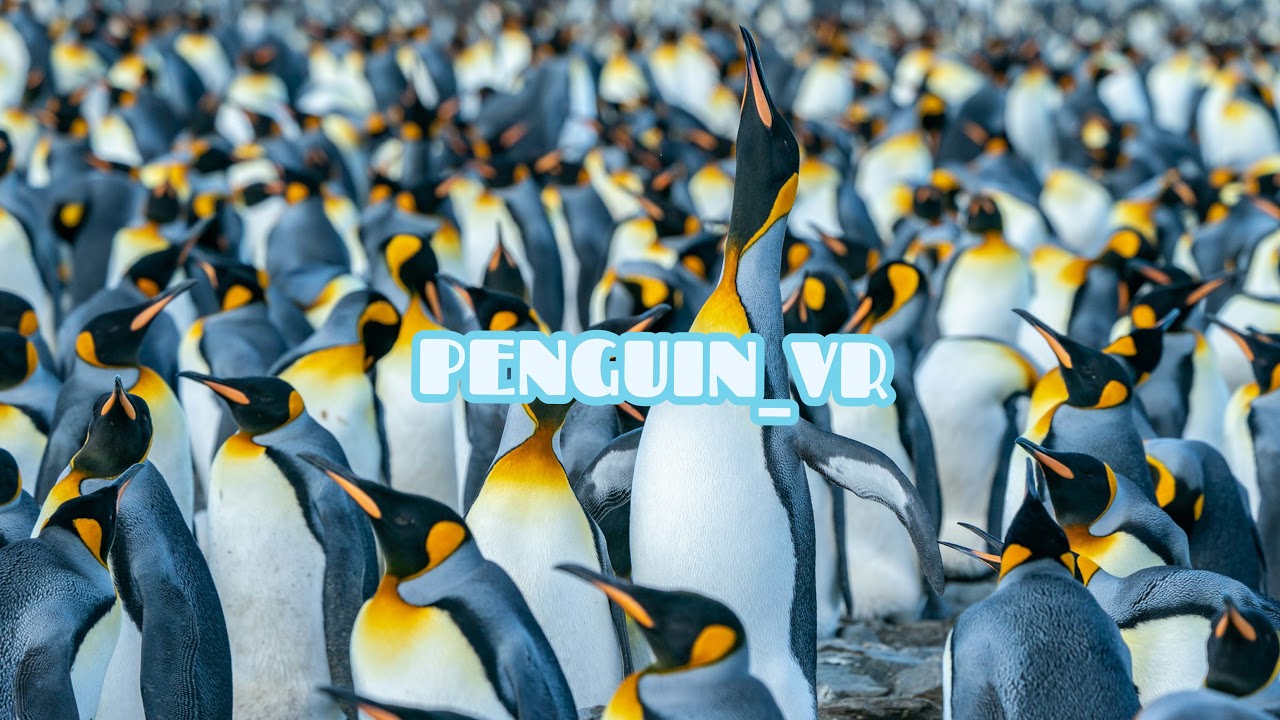 PENGUIN_VR Live Stream - YouTube
