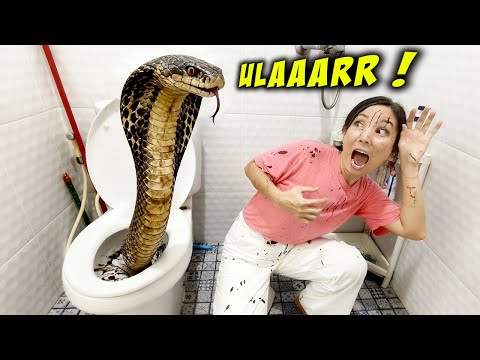 PENGEN EE NEMU ULAR DI WC KAMAR MANDI ! TAKUT BANGET !