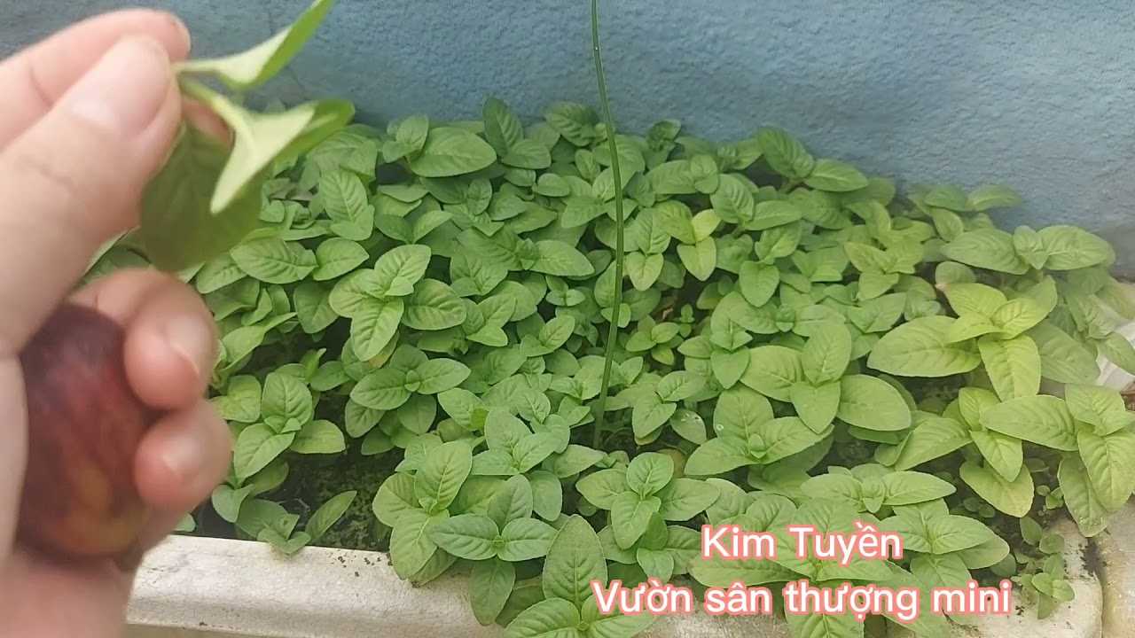 Rau xá xị - YouTube