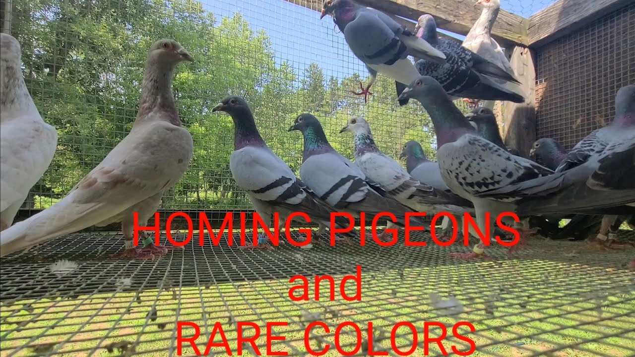 HOMING PIGEONS and RARE colors | Racing Pigeons | Flying Homing Pigeons ...
