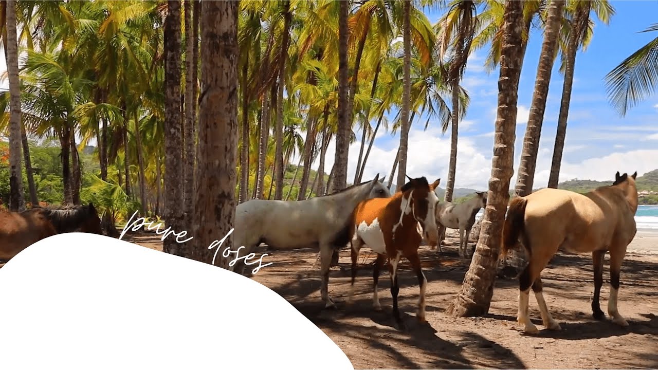 NATURAL horse riding sound with beautiful background - YouTube