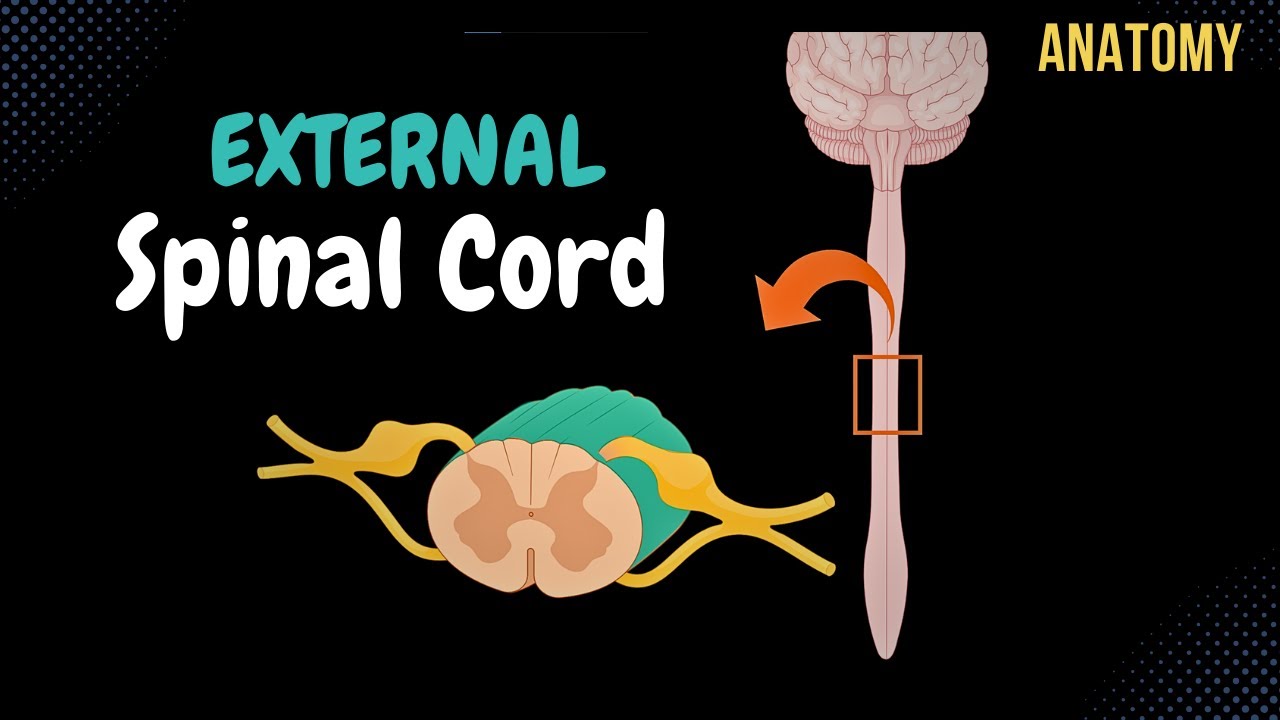 External Spinal Cord (Surface, Segments, Spinal Nerve, Enlargements ...