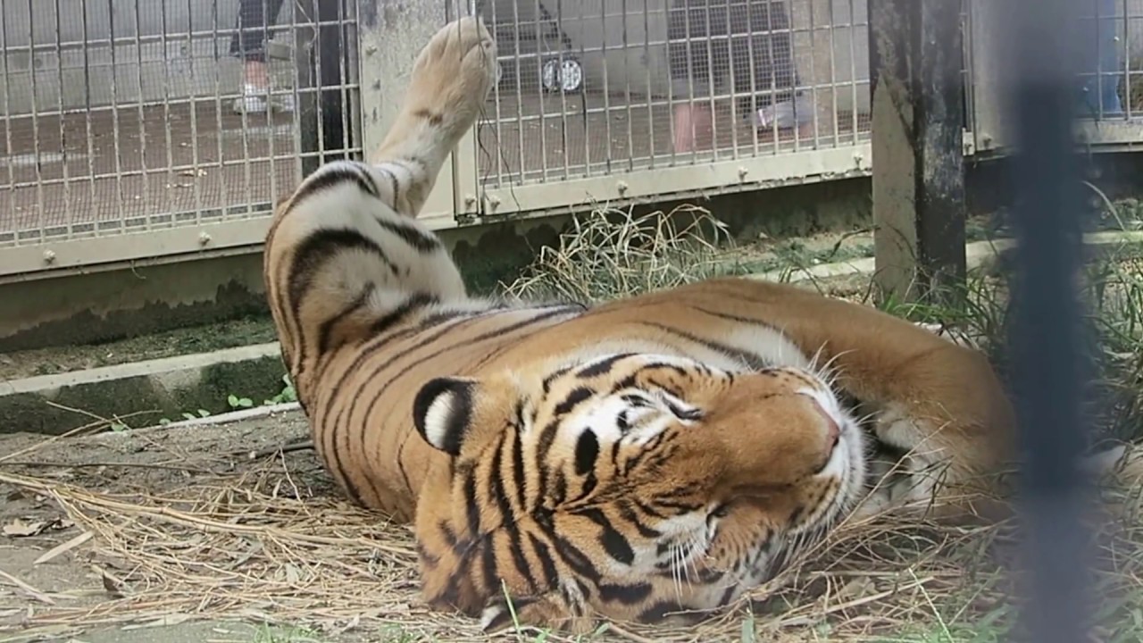 #30 Sep 2017 Amur tiger at Kyoto zoo, Kyoto, Japan - YouTube