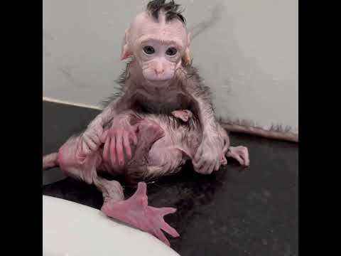 Baby monkeys wet rag and Mohawk are back!b #babymonky #dailyjoy #cute #monkeylife