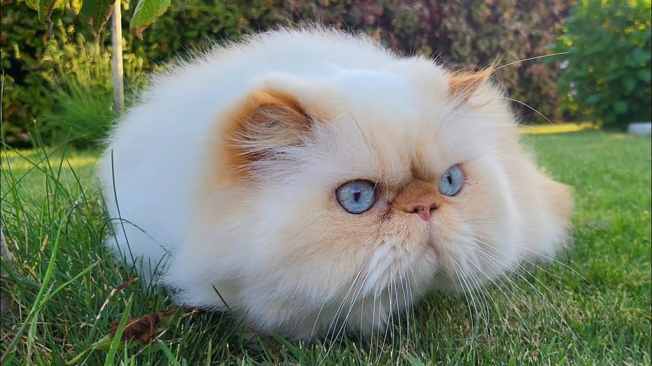 Fat Boy is a Fierce Hunter!!! - YouTube