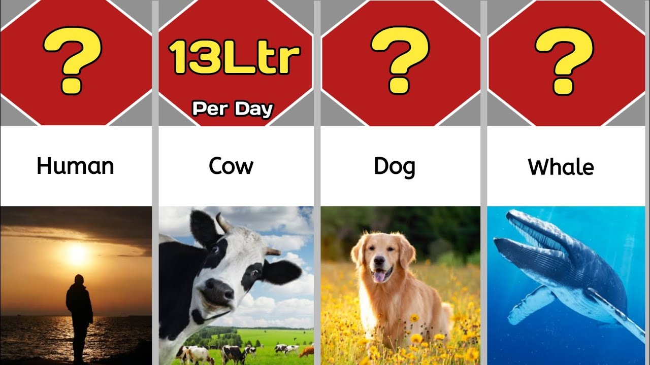 Size Comparison Per Day Pee Volume Of Animals Birds Fishes size-comparison-per-day-pee-volume-of-animals-birds-fishes