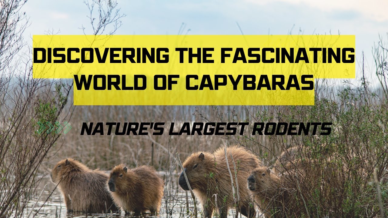 Meet the Capybaras | The Adorable Giant Rodents of South America - YouTube