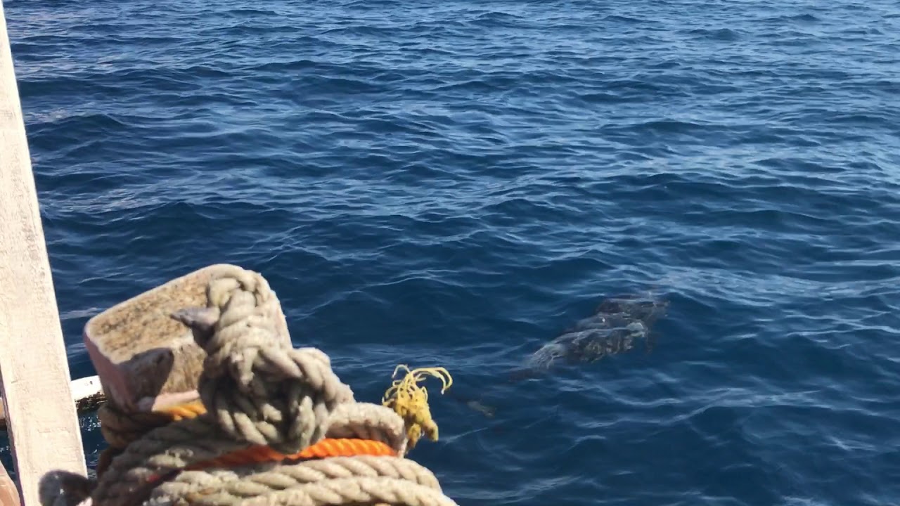 CEBU's BEST! Saw dolphins at Moalboal beach, Cebu. - YouTube