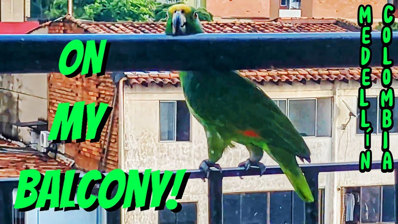 What Is a WILD PARROT Doing on My Balcony? Medellín, Colombia. - YouTube