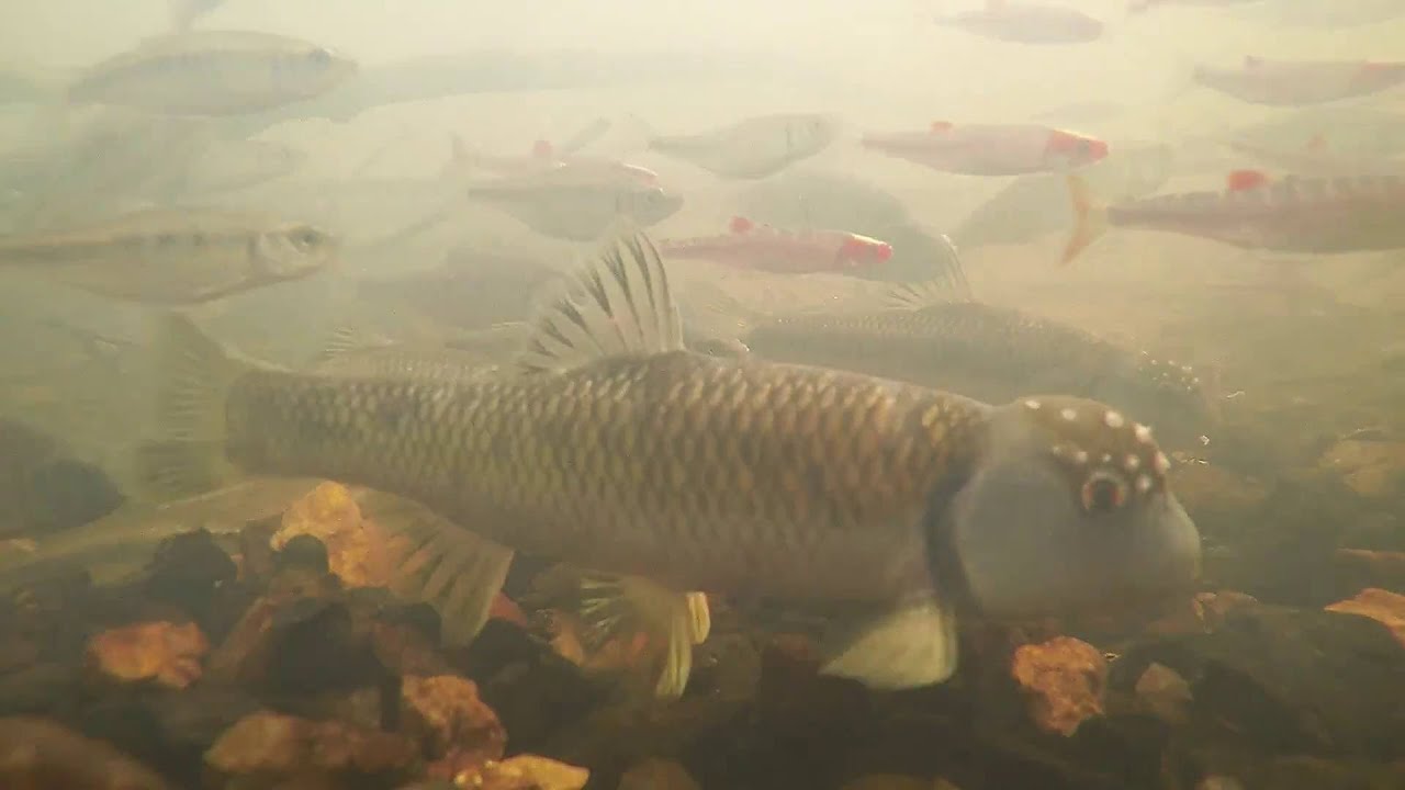 Spawning Shiners - YouTube