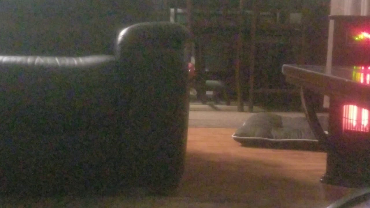 Shadow trying to kill tails - YouTube