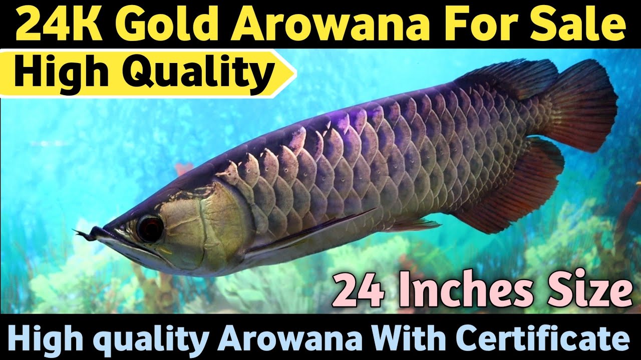 24K Gold Arowana Fish For Sale At Badal Pet Shop Moti Nagar | High ...