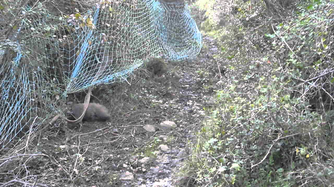 Wild boar caught in a net - YouTube
