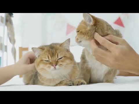 James panda Part 1 - YouTube