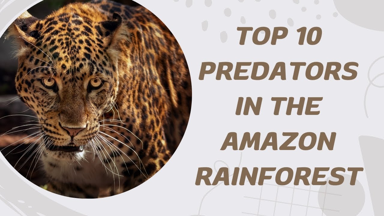 Top 10 Predators In The Amazon Rainforest - YouTube