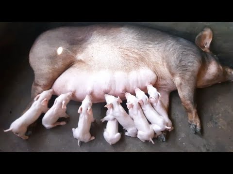 Heo Duroc da bò lai Landrace sinh con màu trắng thật điều đẹp - YouTube