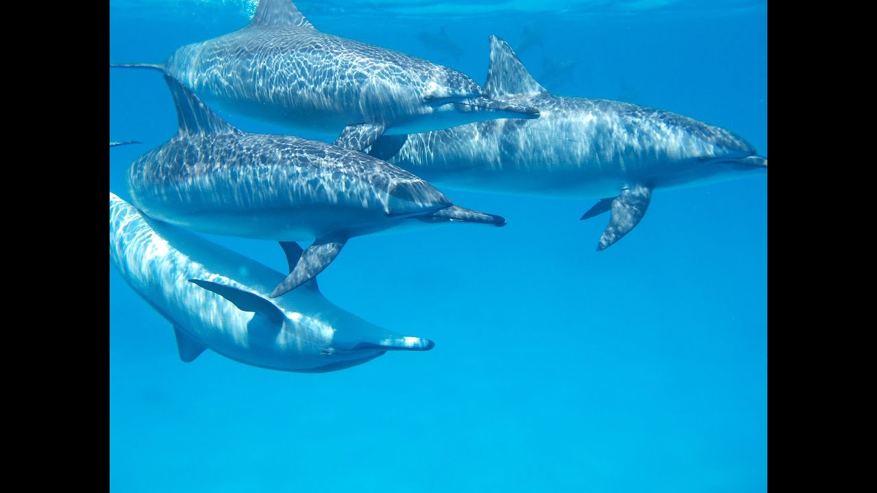 Sonido de delfines con música relajante de fondo - YouTube