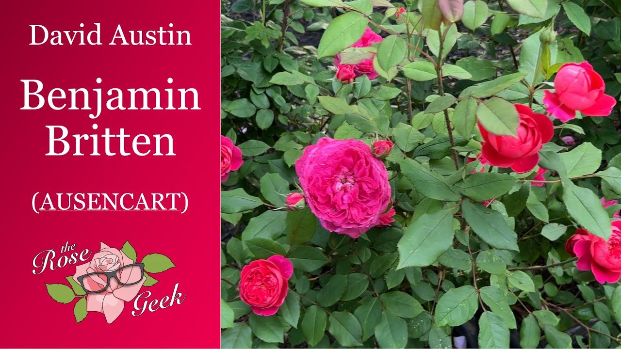 🌹 David Austin's Benjamin Britten Rose / (AUSENCART) - YouTube