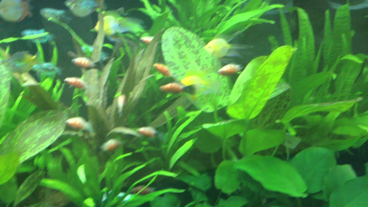 The Balloon fish aquarium - YouTube