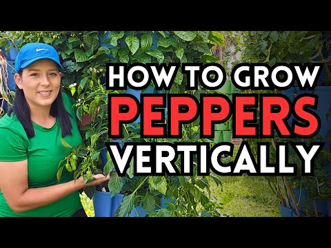 Small Space, Big Harvest: Growing 30 Pepper Plants In A GreenStalk Vertical Garden Tower