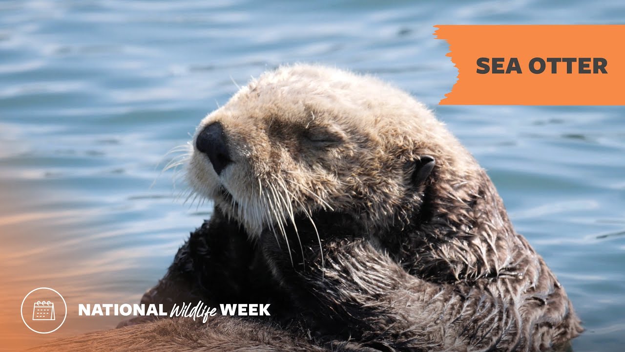 Sea Otter | National Wildlife Week 2023 - YouTube