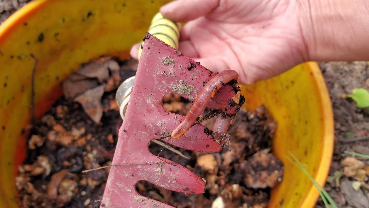 Vermicompost Bin | Direct In Ground Vermicomposting - YouTube