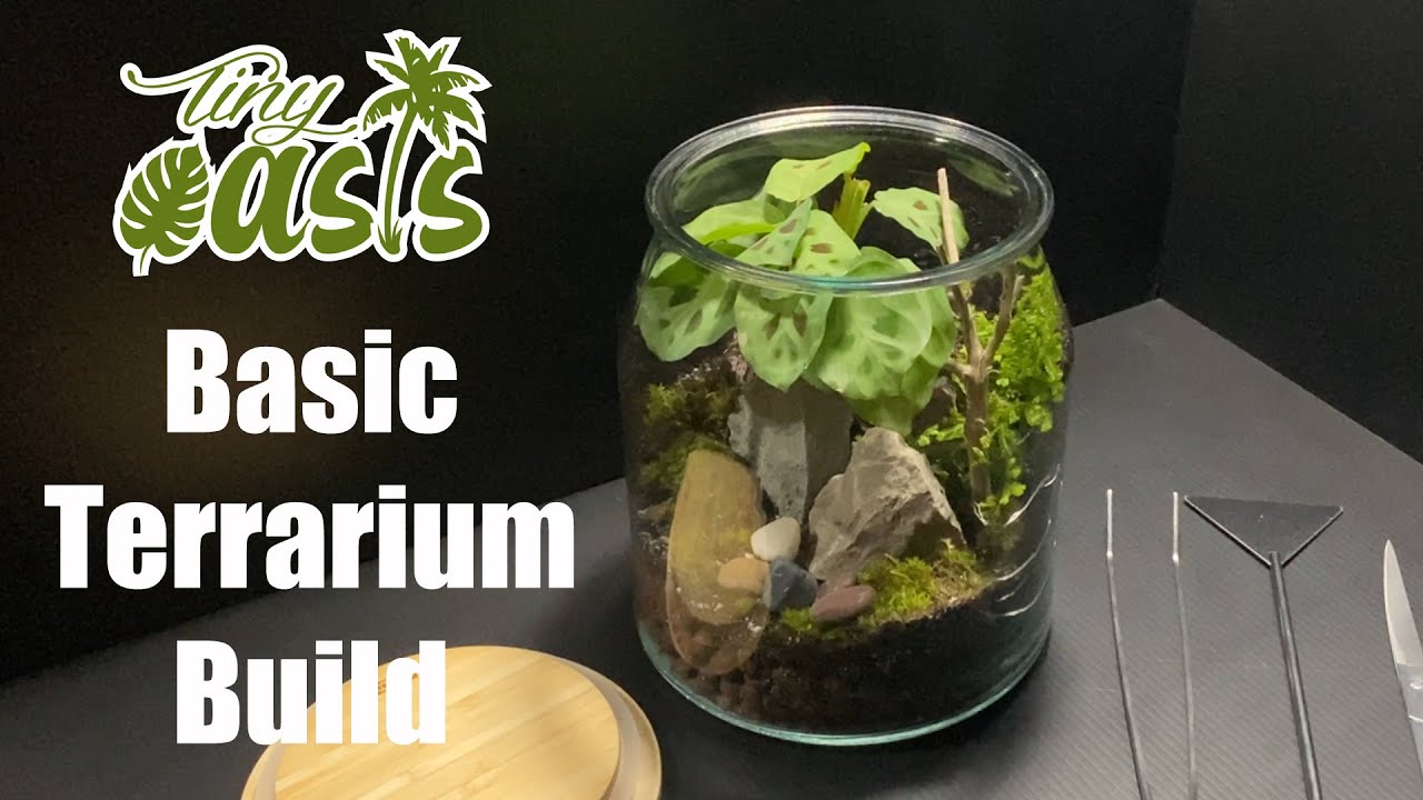 Basic Guide - Building a Cookie Jar Terrarium - YouTube